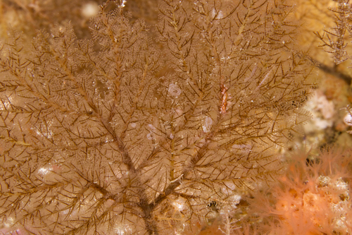 Plumularia procumbens · iNaturalist