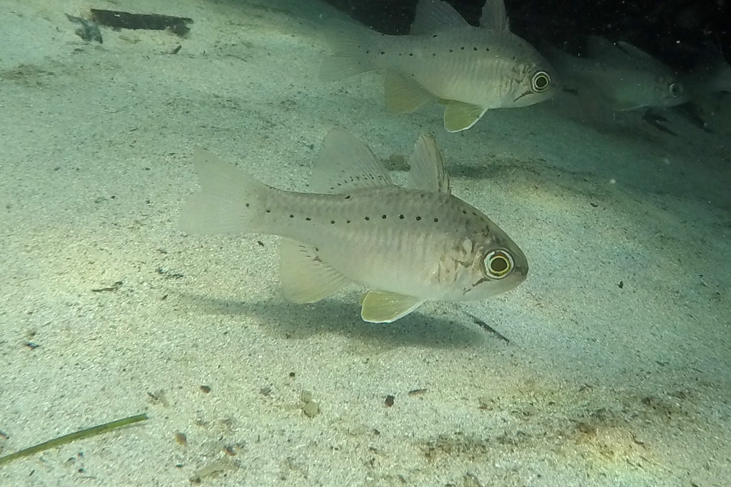 Western Gobbleguts (Ostorhinchus rueppellii) - Marine Life Identification