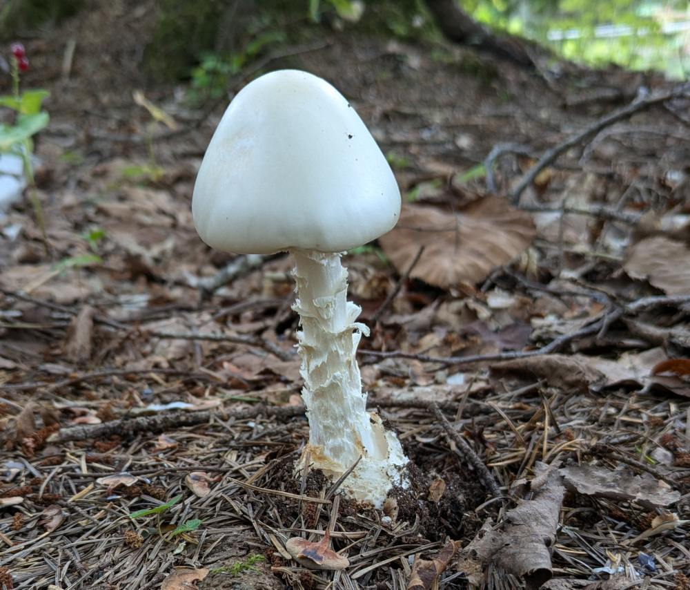 Amanita Sect. Phalloideae in September 2024 by 白山 弘子 · iNaturalist