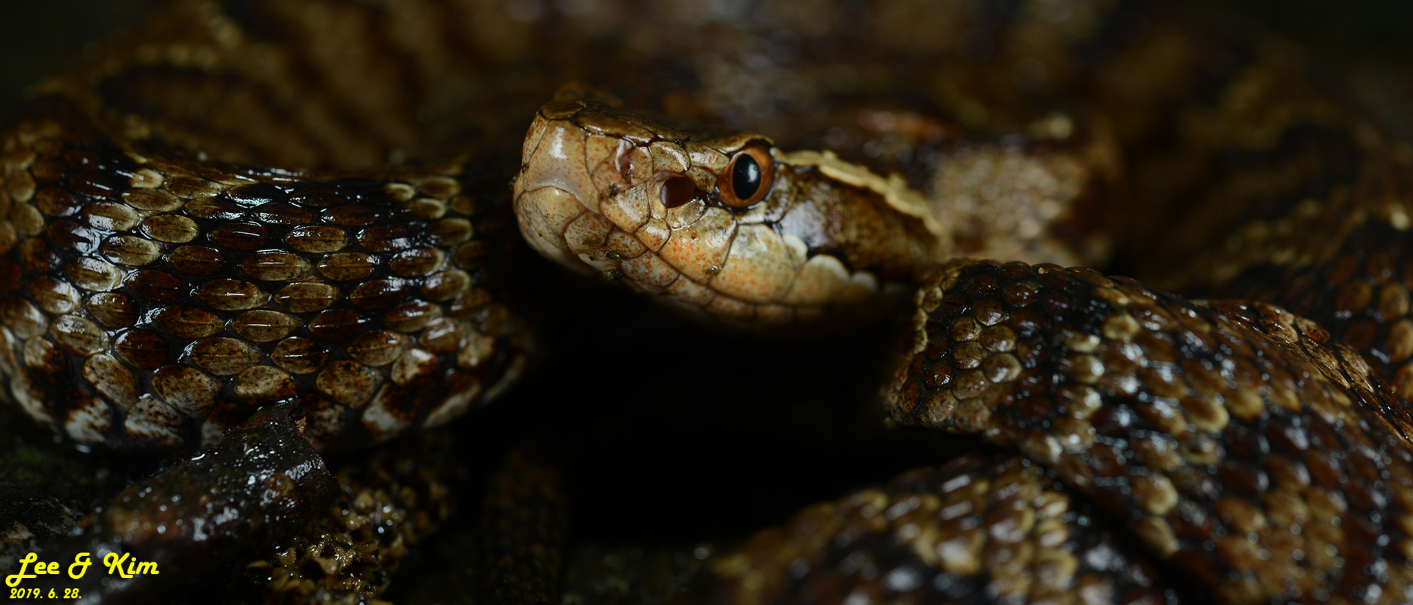Gloydius tsushimaensis (Isogawa, Moriya & Mitsui, 1994)