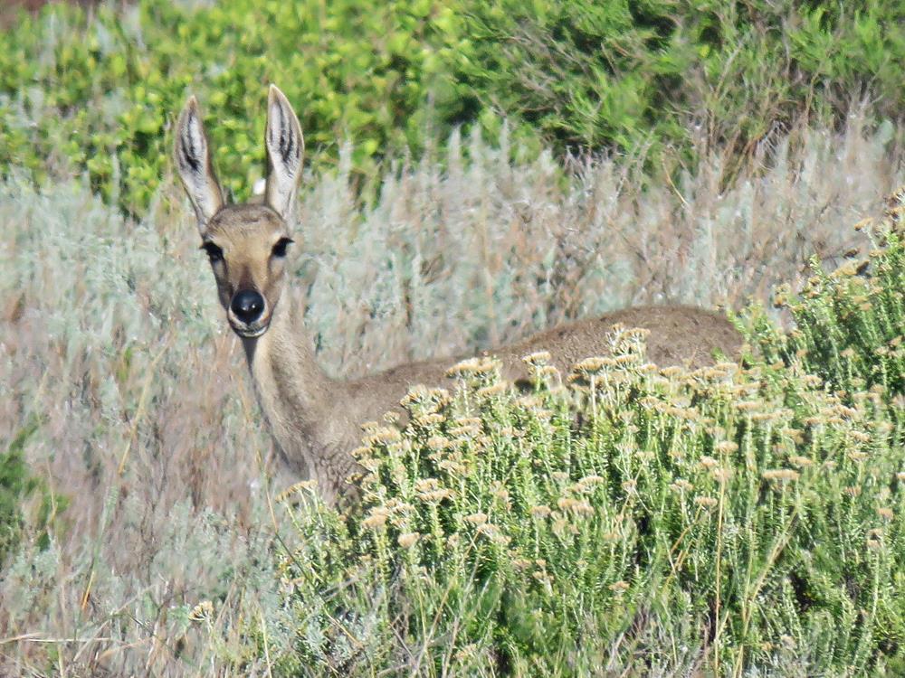 Grey Rhebok (Pelea capreolus) - Know Your Mammals