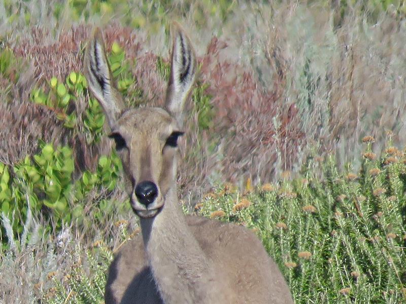 Grey Rhebok (Pelea capreolus) - Know Your Mammals