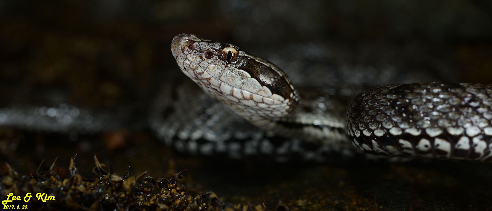Gloydius tsushimaensis (Isogawa, Moriya & Mitsui, 1994)