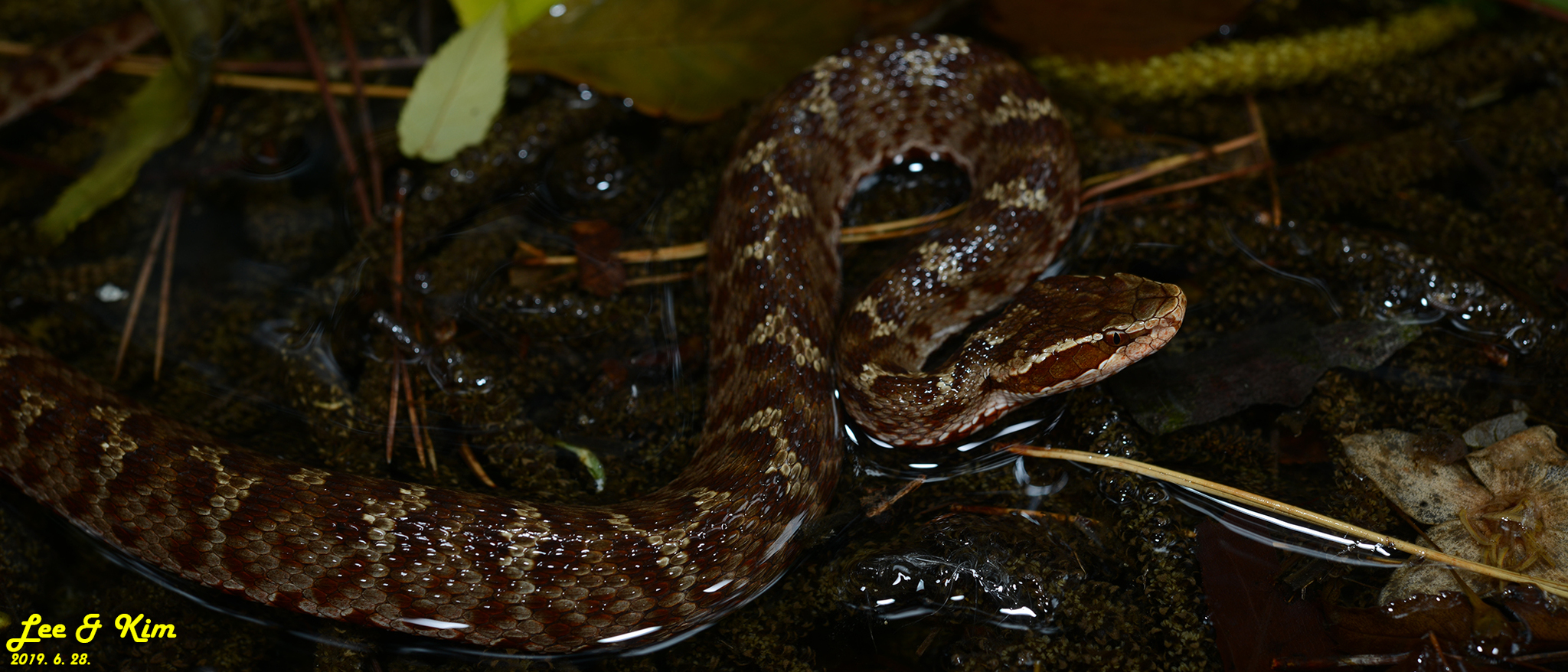 Gloydius tsushimaensis (Isogawa, Moriya & Mitsui, 1994)