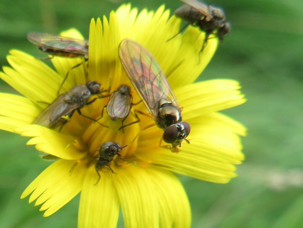 Ladder-backed Hover Fly from Garrigill, Cumbria, UK on September 21 ...