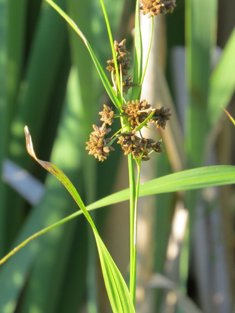 Dark Green Bulrush Complex from Macoun Marsh, Ottawa on July 23, 2016 ...