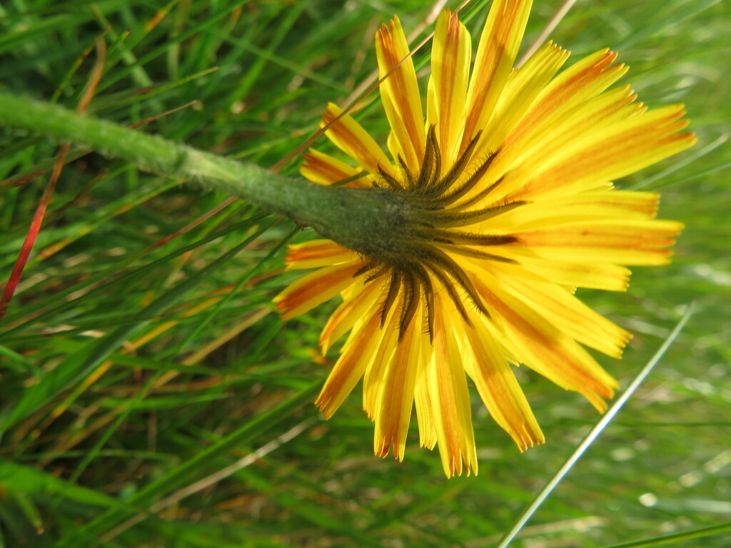 Lettuce, Chicory, Dandelion and Salsify Tribe from Garrigill Field 1 on ...