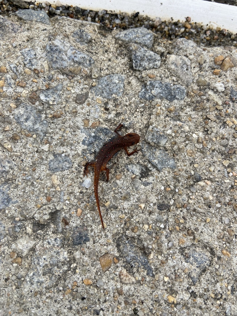 Eastern Newt from Clubhouse Cir, Farmville, VA, US on September 22 ...