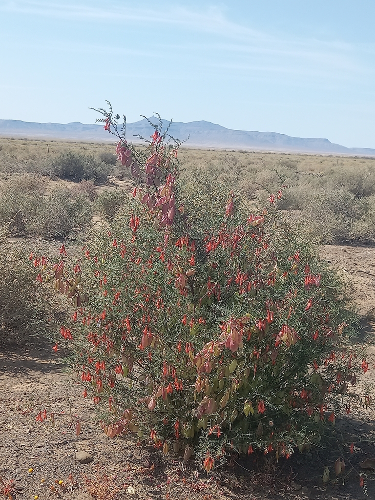cancer bush from Cape Winelands, ZA-WC, ZA on September 22, 2024 at 11: ...