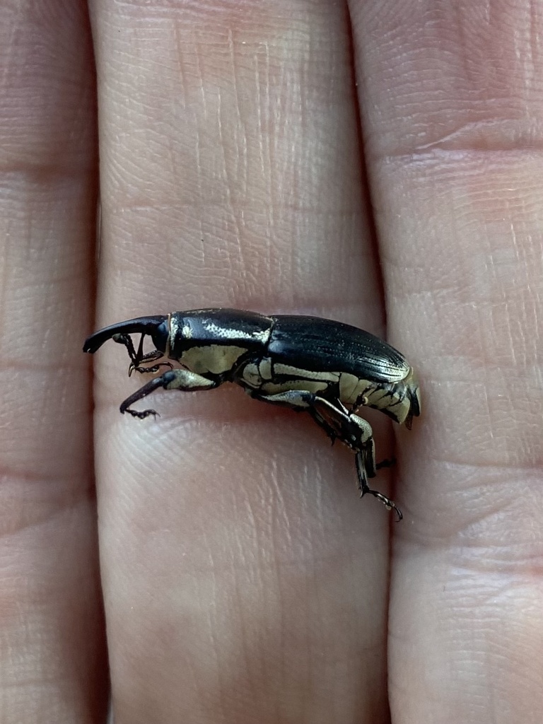 Clay-colored Billbug from Greenhaven Dr, Sacramento, CA, US on ...