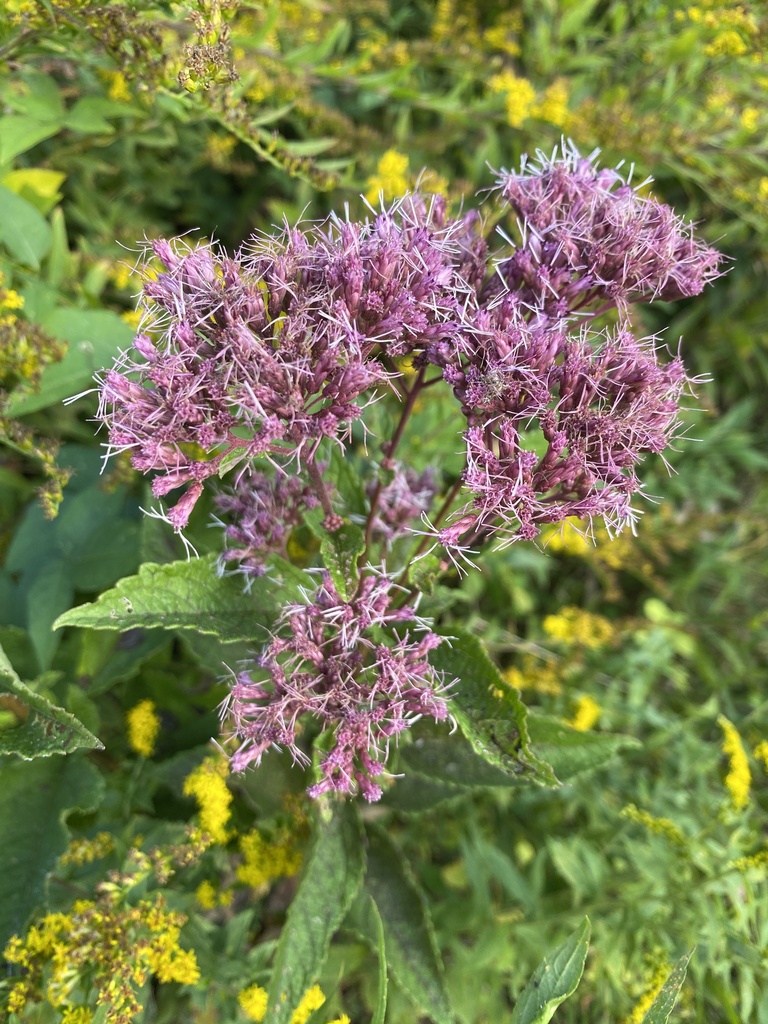 coastal plain Joe-Pye weed from Fannie Stebbins Wildlife Refuge, 202 ...