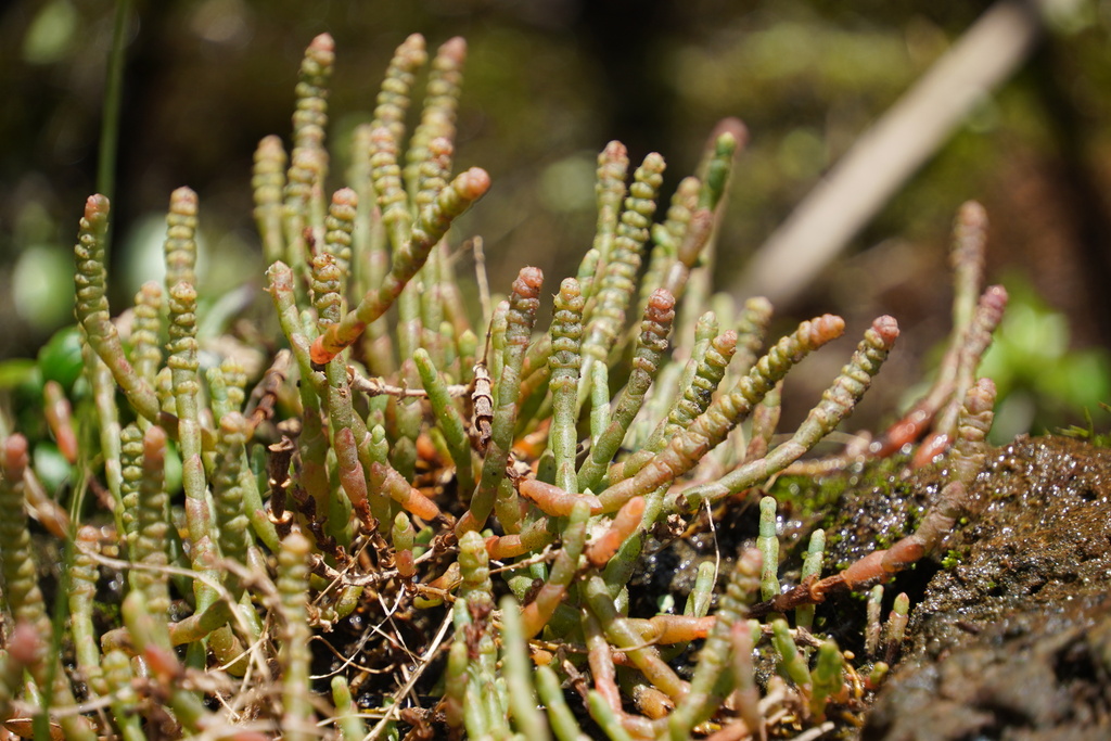 Beaded Samphire from Tongapōrutu 4378, New Zealand on April 17, 2024 at ...