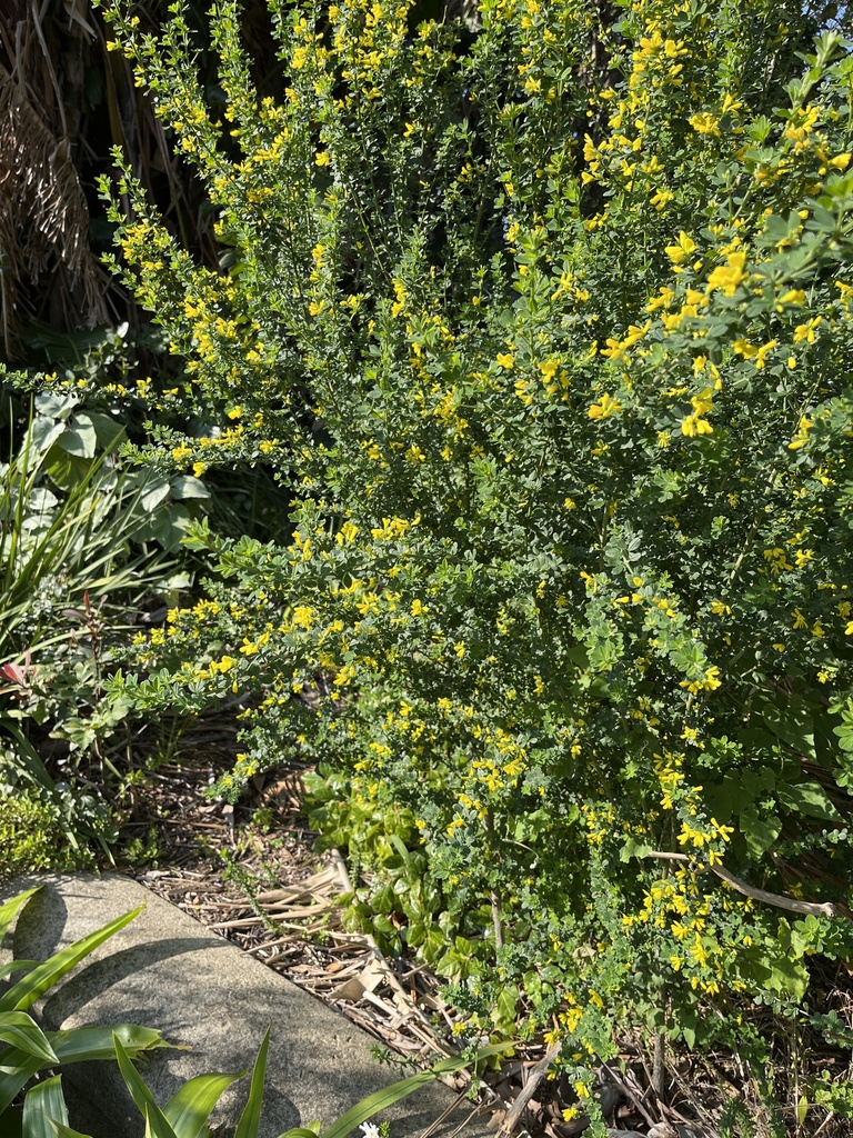 French broom from Kirstenbosch National Botanical Garden, Cape Town, WC ...