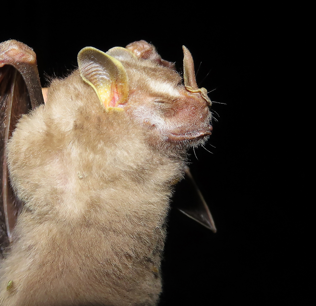 Short-headed Broad-nosed Bat from Remire-Montjoly 97354, Guyane ...