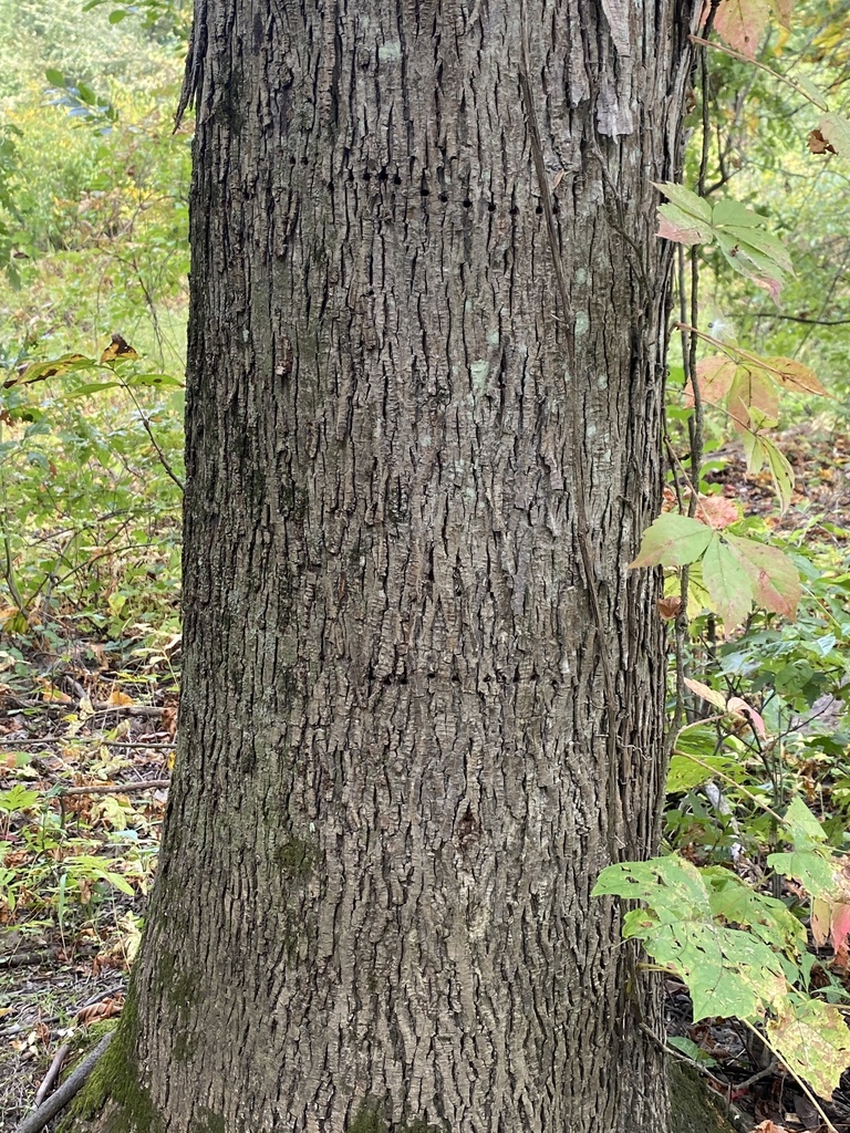 Yellow-bellied Sapsucker from Fannie Stebbins Wildlife Refuge, 202 Bark ...