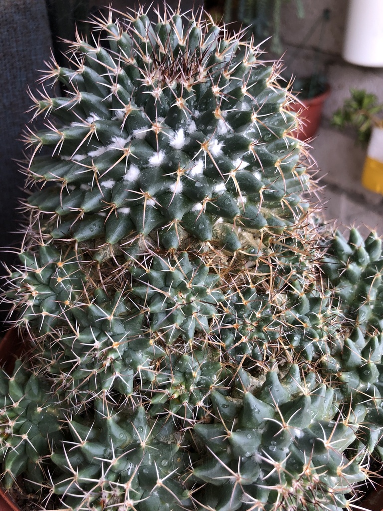 Mexican pincushion cactus from E585, Atahualpa, El Oro, EC on September ...