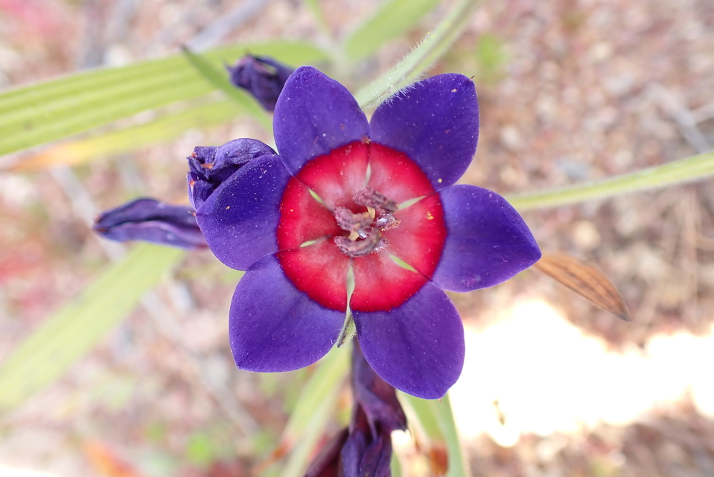 Wine-cup Baboon-root from Darling on September 22, 2024 at 12:25 PM by ...