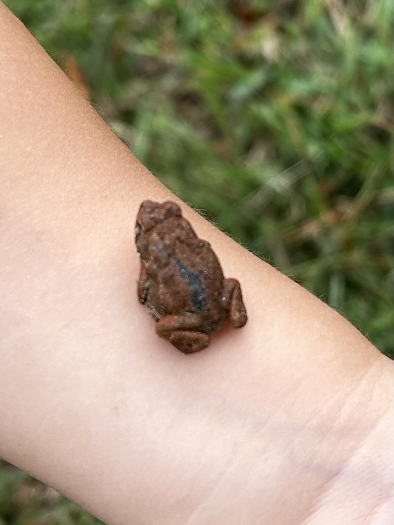 Frogs and Toads from Blue Ravine Rd, Wake Forest, NC, US on September ...