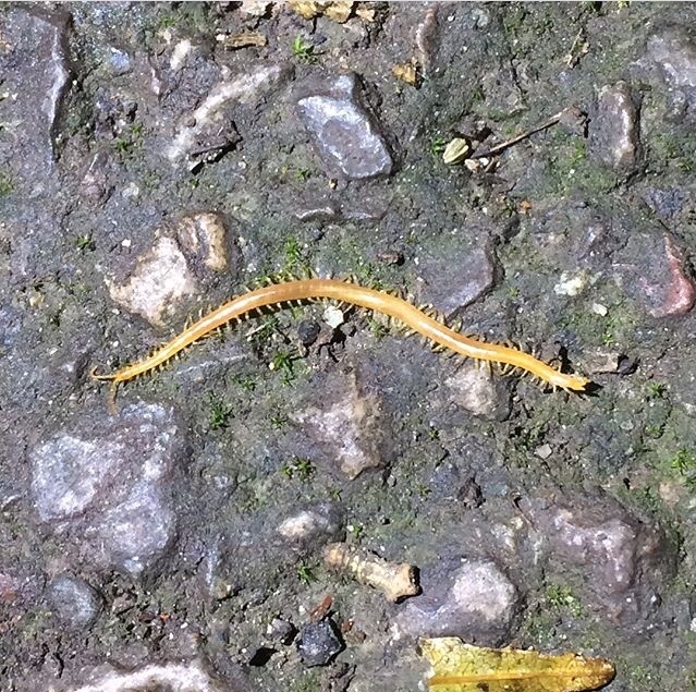 Soil Centipedes from SP3, Salisbury, England, GB on June 29, 2019 at 12 ...