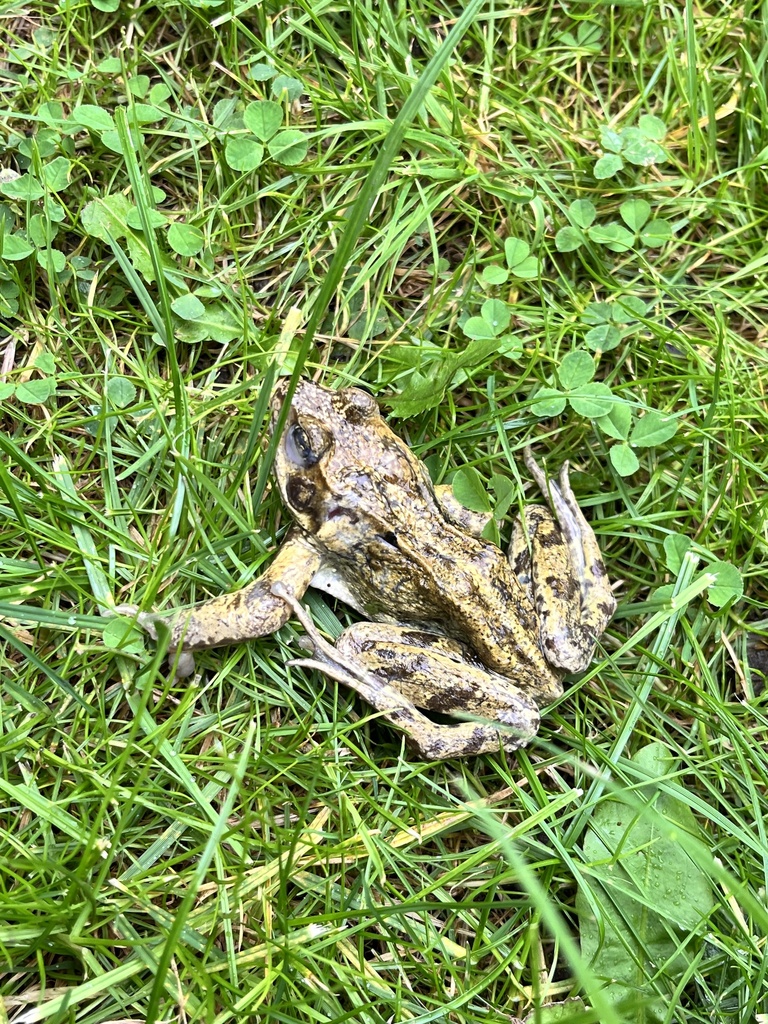 European Common Frog from The Street, Wallingford, England, GB on ...