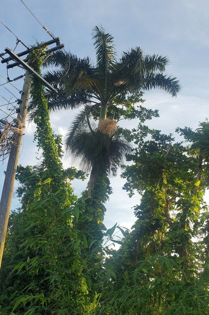 Roystonea princeps in September 2024 by Eric Keith · iNaturalist