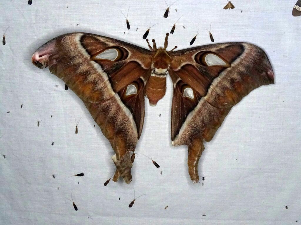 Hercules Moth from Yungaburra QLD 4884, Australia on August 26, 2024 at ...