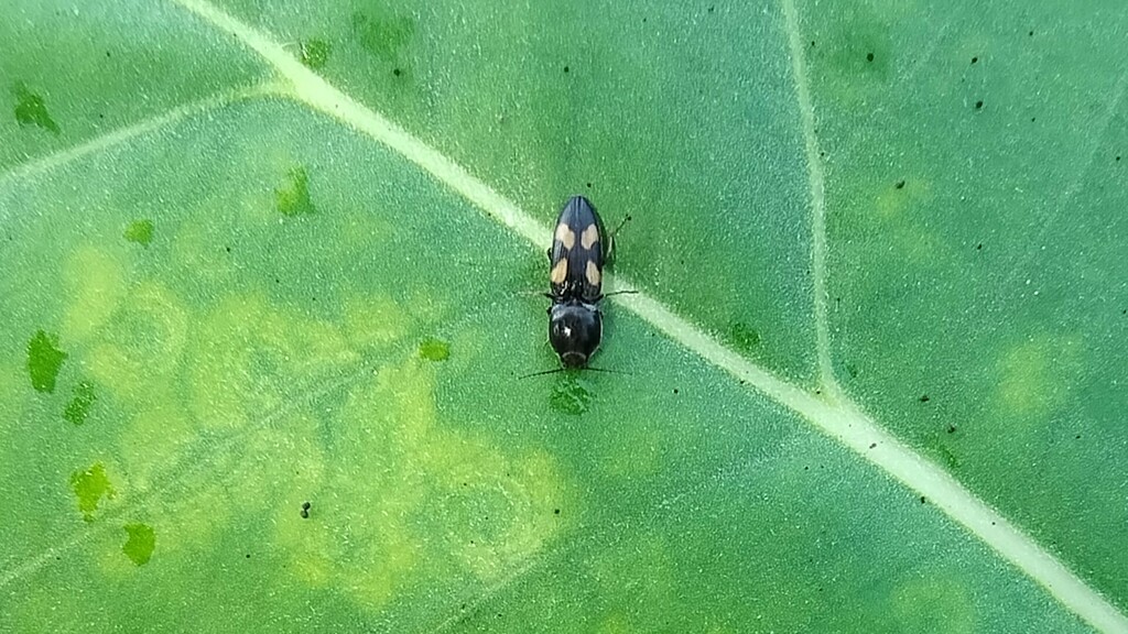 Dicronychus quadrillum from Bena, Vasai, Maharashtra, India on ...