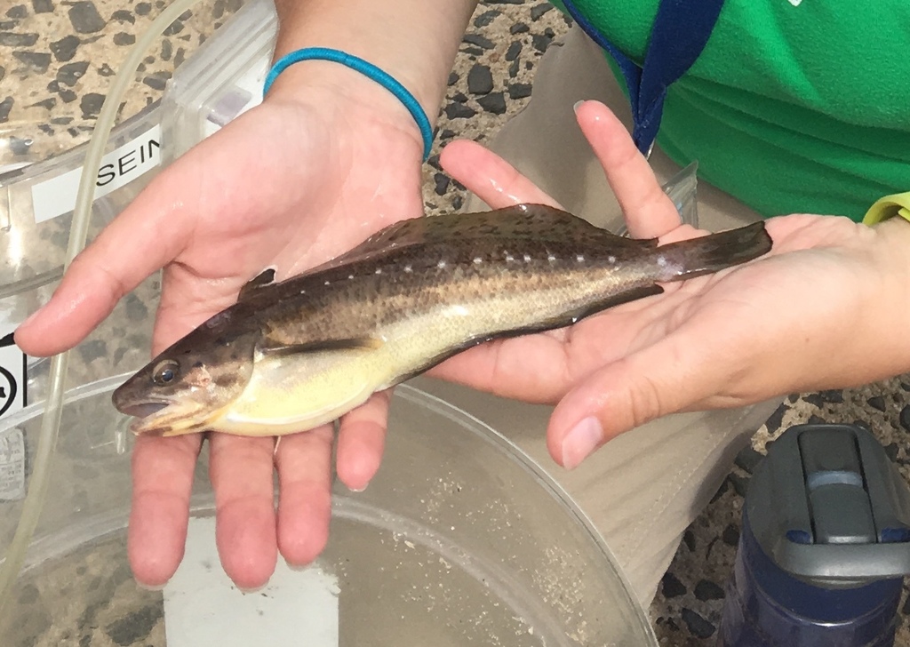 Spotted Hake (Urophycis regia) - Marine Life Identification