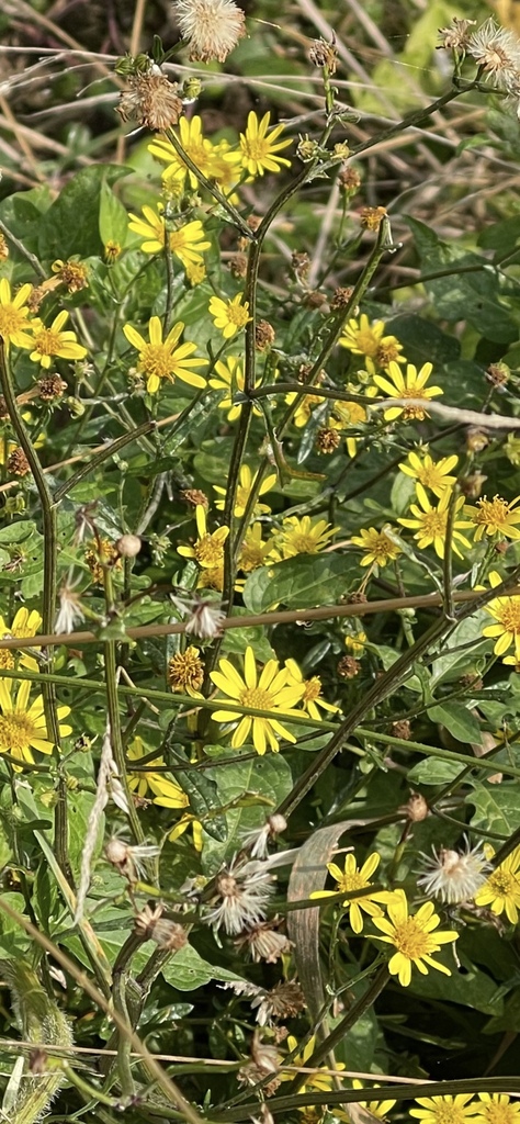 Narrow-leaved Ragwort from Upper Green Road, Saffron Walden, England ...