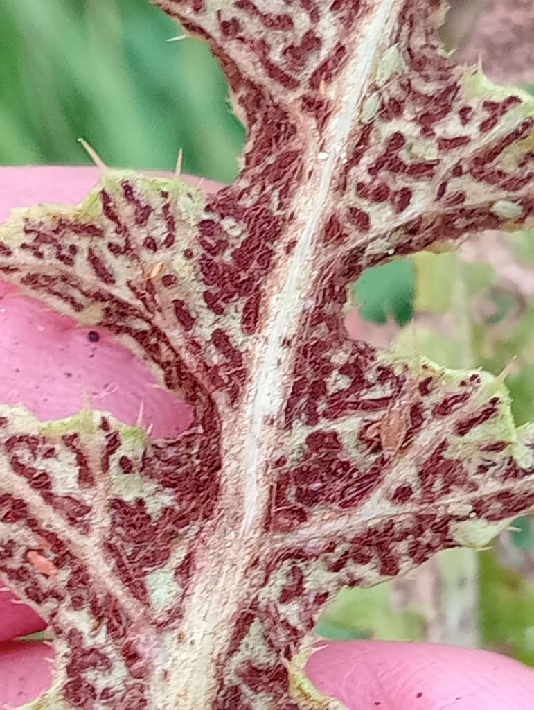 thistle rust from York YO24 4BZ, UK on 22 September, 2024 at 05:56 PM ...