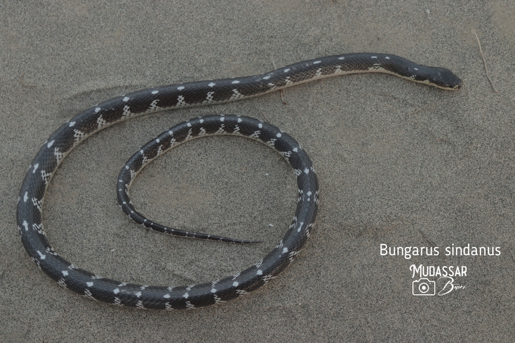 Sind Krait from Jharkal, Khushab, Punjab, Pakistan on September 20 ...