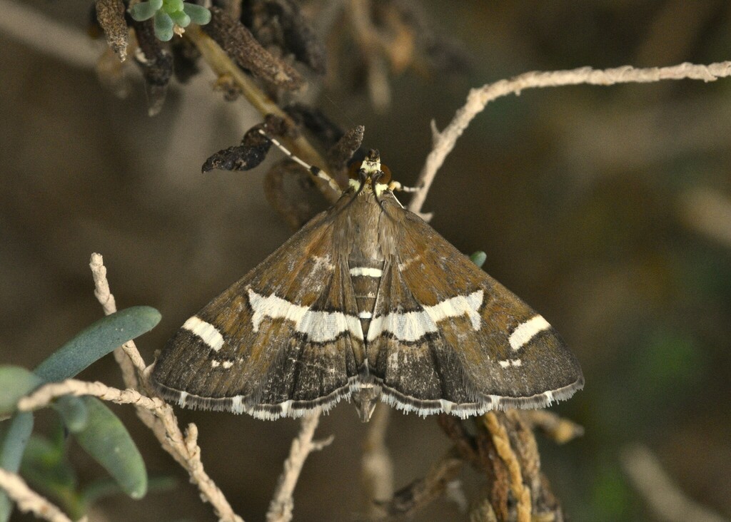 Hawaiian Beet Webworm Moth from Heraklion, Crete on September 22, 2024 ...