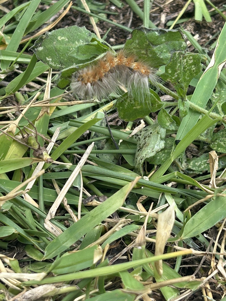 Tiger Moths from Calle 39 a, Mérida, Yuc., MX on September 22, 2024 at ...
