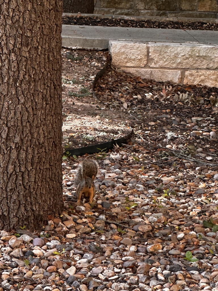 Eastern Fox Squirrel from UTSA Blvd, San Antonio, TX, US on September ...