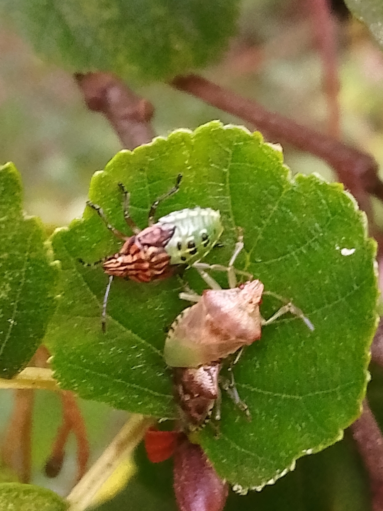 Parent Bug from Brunel University Sports Centre, Uxbridge UB8, UK on ...