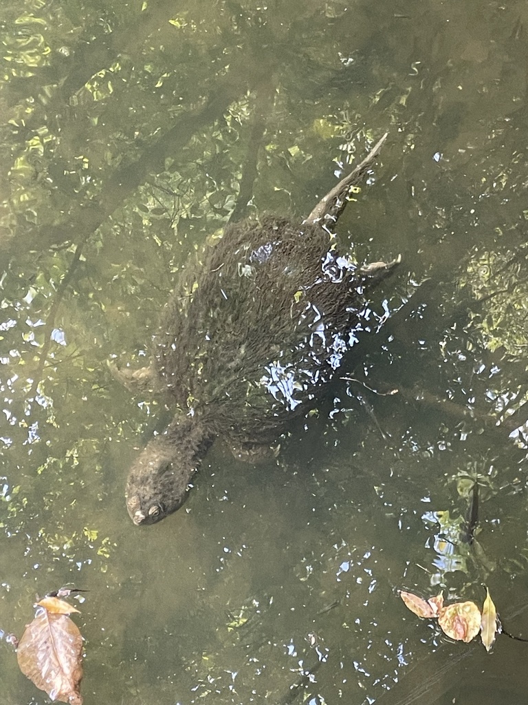 Common Snapping Turtle from Birmingham Zoo, Birmingham, AL, US on ...
