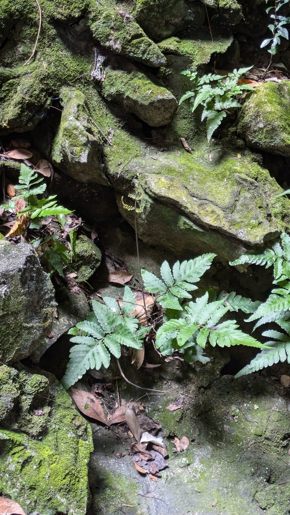 (Tectaria nayarii) - Botanical Realm