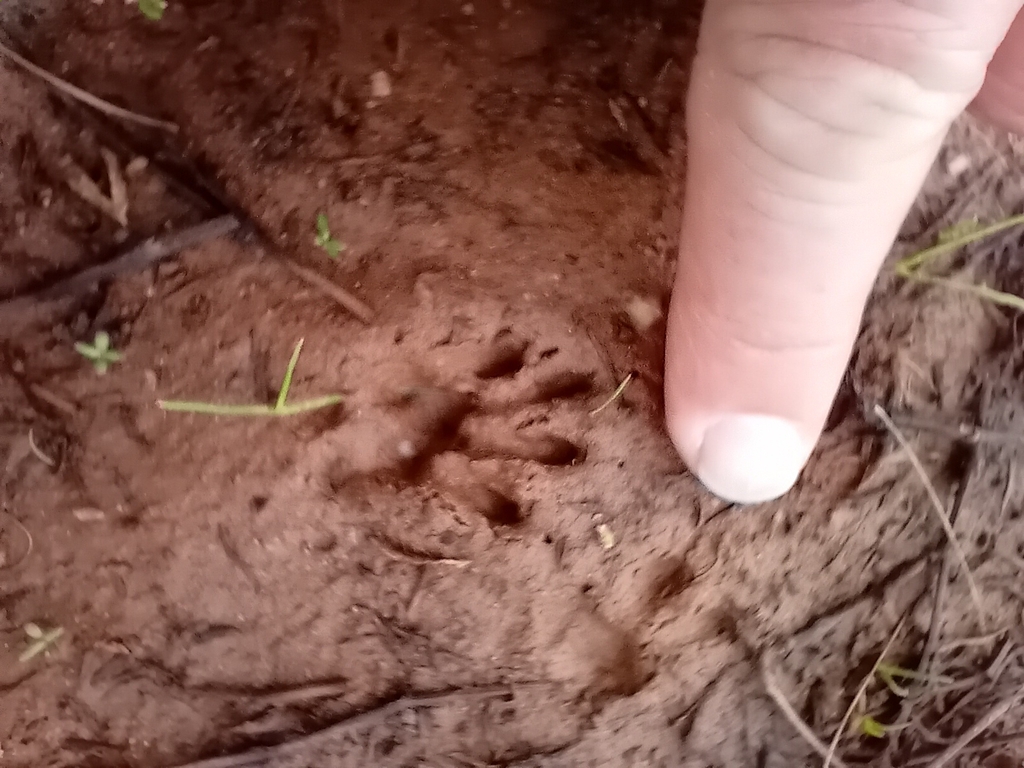 Mustelids from Poltimore, Exeter EX4 0AE, UK on September 22, 2024 at ...