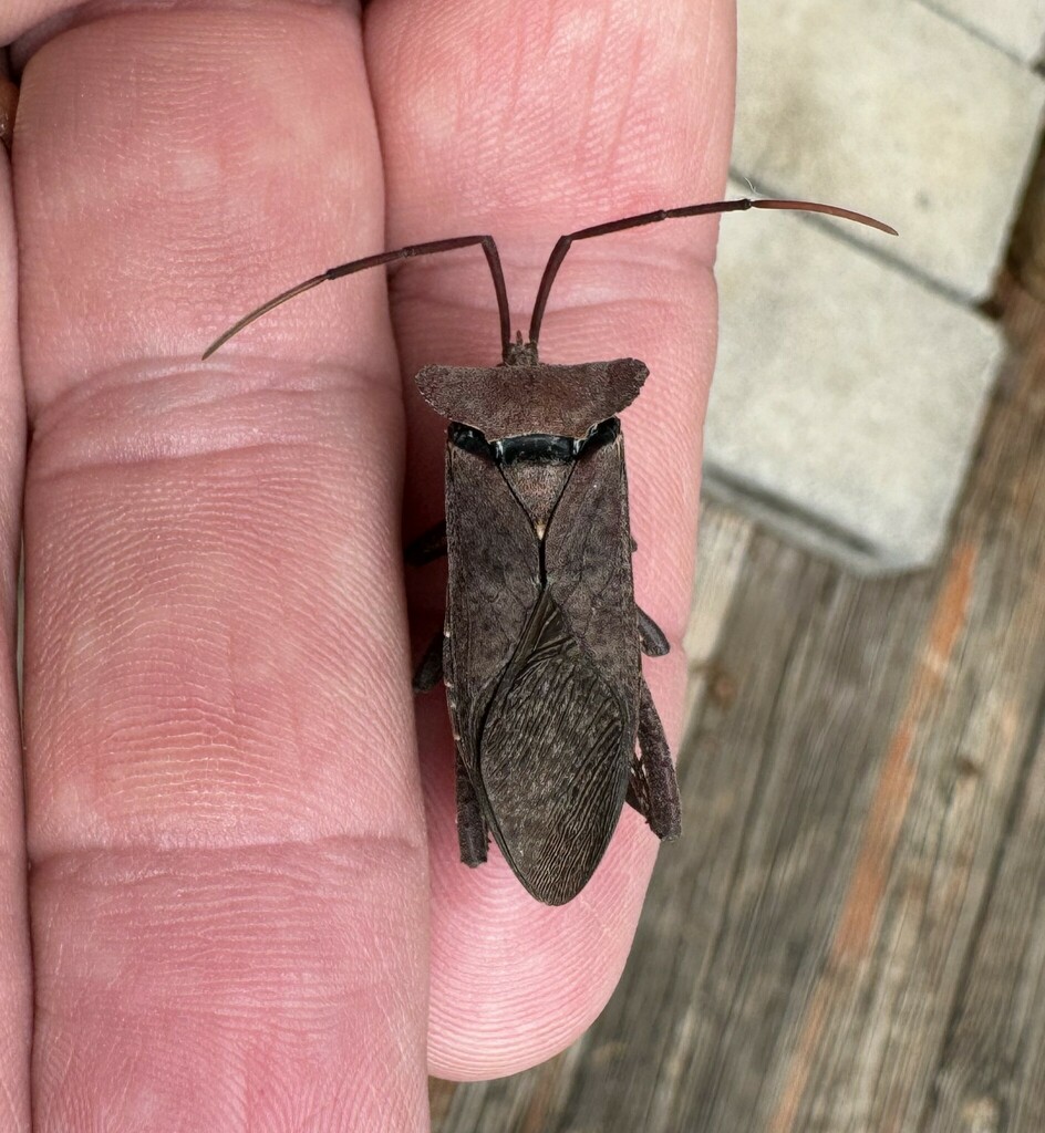 Giant leaf-footed bug from Along Ijams Branch, off of Co. Rd. 275 ...