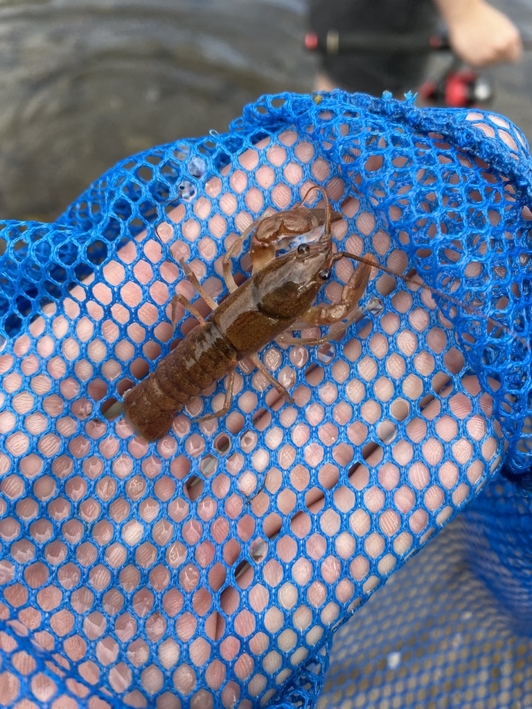 Big Water Crayfish from Rocky Saugeen River, West Grey, ON, CA on ...