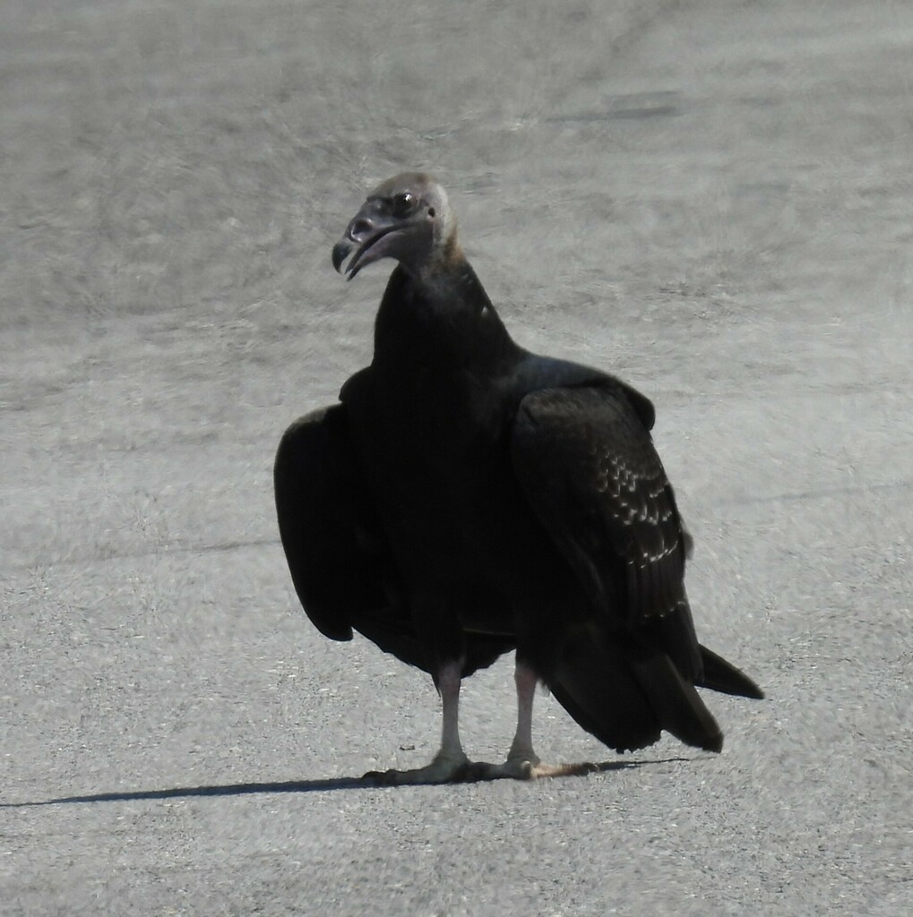 Turkey Vulture from Co. Rd. 4 at Co. Rd. 19, Lauderdale County, AL, USA ...