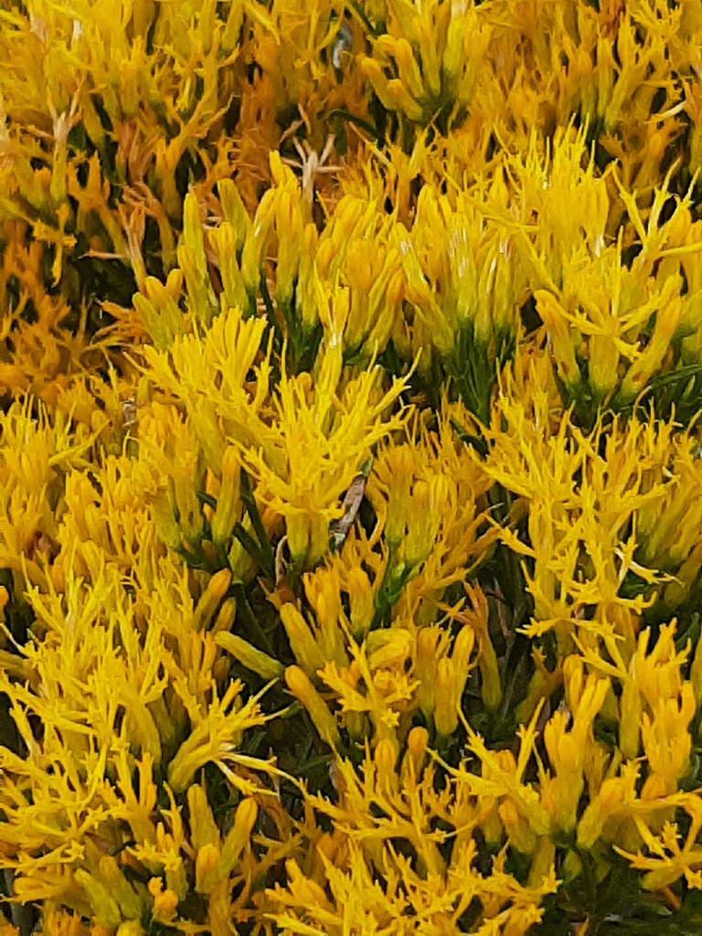 Rubber Rabbitbrush from Otero County, CO, USA on September 21, 2024 at ...