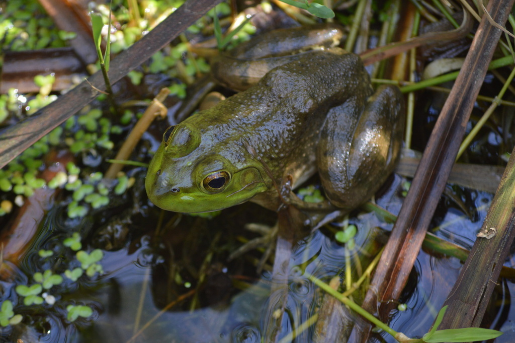 American Bullfrog from Meteor Cir, Upper St. Clair, PA, US on September ...