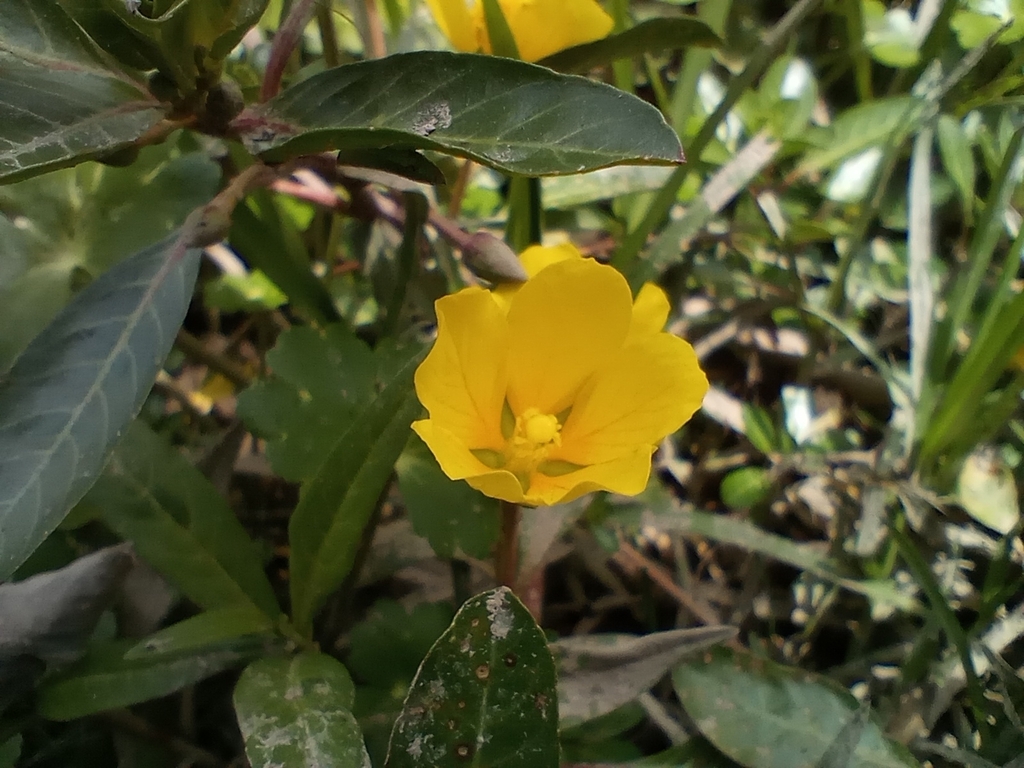 floating primrose-willow from 55653 Méx., México on September 22, 2024 ...