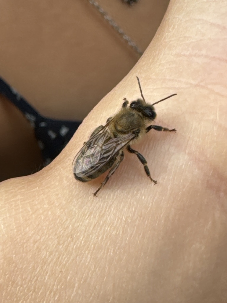 Western Honey Bee from 10th Ave E, Seattle, WA, US on September 22 ...