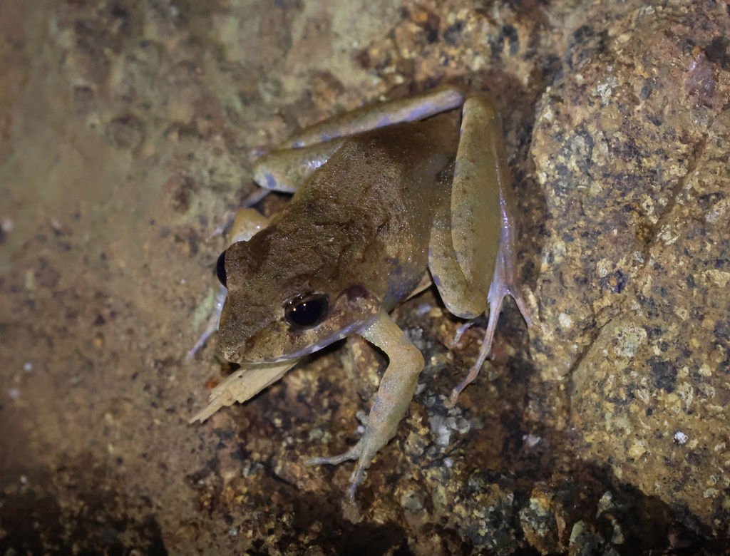 Platymantis from Tagumpay, Real, Quezon, Philippines on August 20, 2023 ...