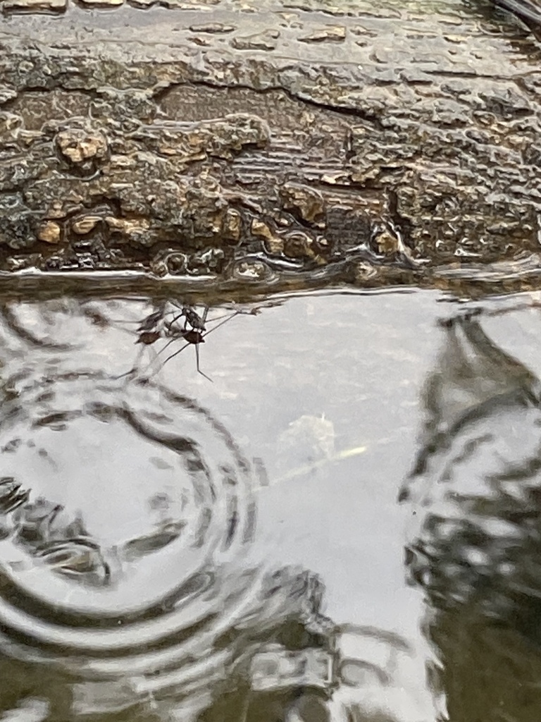 Metrobates hesperius from Grand River, Grand Rapids, MI, US on ...