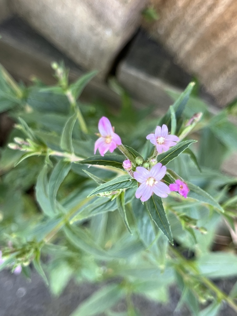 willowherbs from Lanercost Road, London, England, GB on June 17, 2024 ...