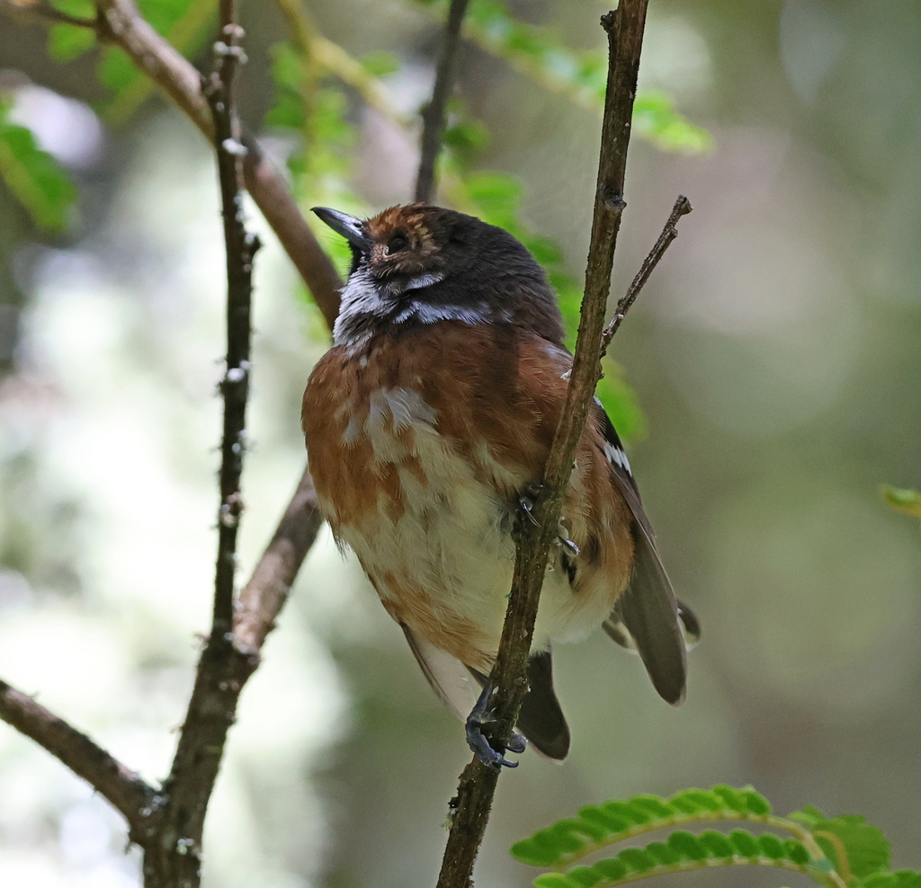 Hawai'i 'Elepaio in September 2024 by jugbayjs · iNaturalist