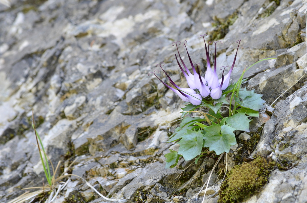 Tufted horned rampion from Pordenone, Friuli-Venezia Giulia, IT on June ...